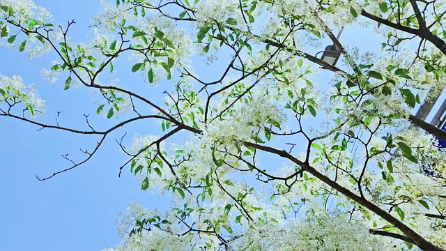 Pohon Poplar Alam Pemandangan - Free video on Pixabay