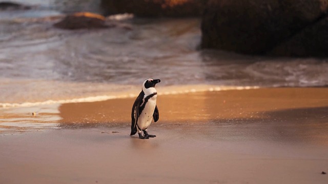 Penguin Videos: Download 33+ Free 4K & HD Stock Footage Clips - Pixabay