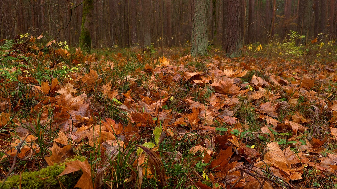 Autumn Forest, Fall Foliage, Autumn Leaves. Free Stock Video - Pixabay