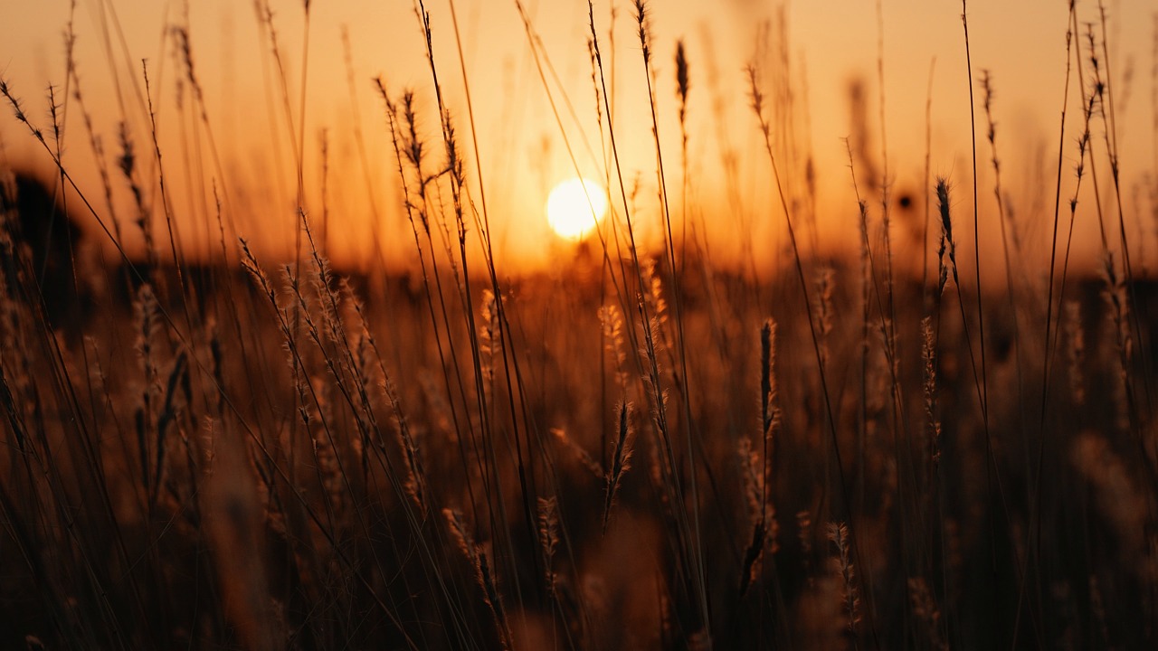 Nature At Golden Hour Videos: Download 31,775+ Free 4K & HD Stock ...