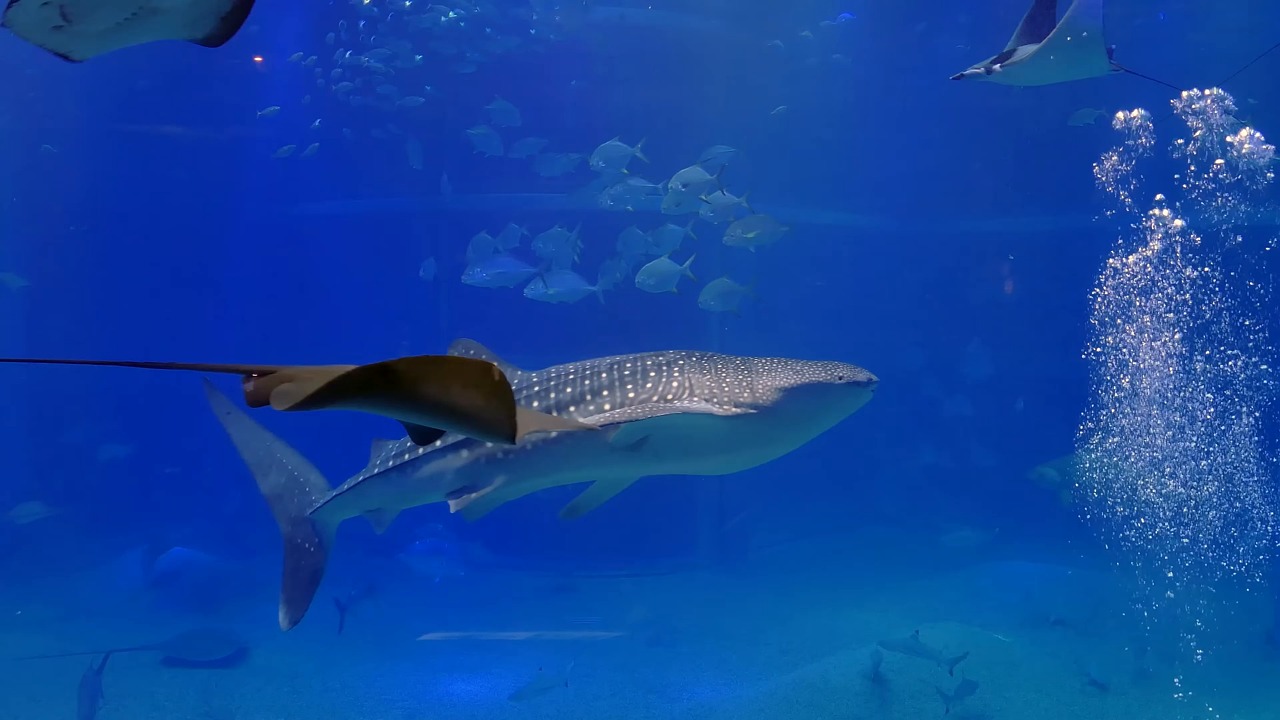 Shark Swimming Videos: Download 908+ Free 4K & HD Stock Footage Clips ...