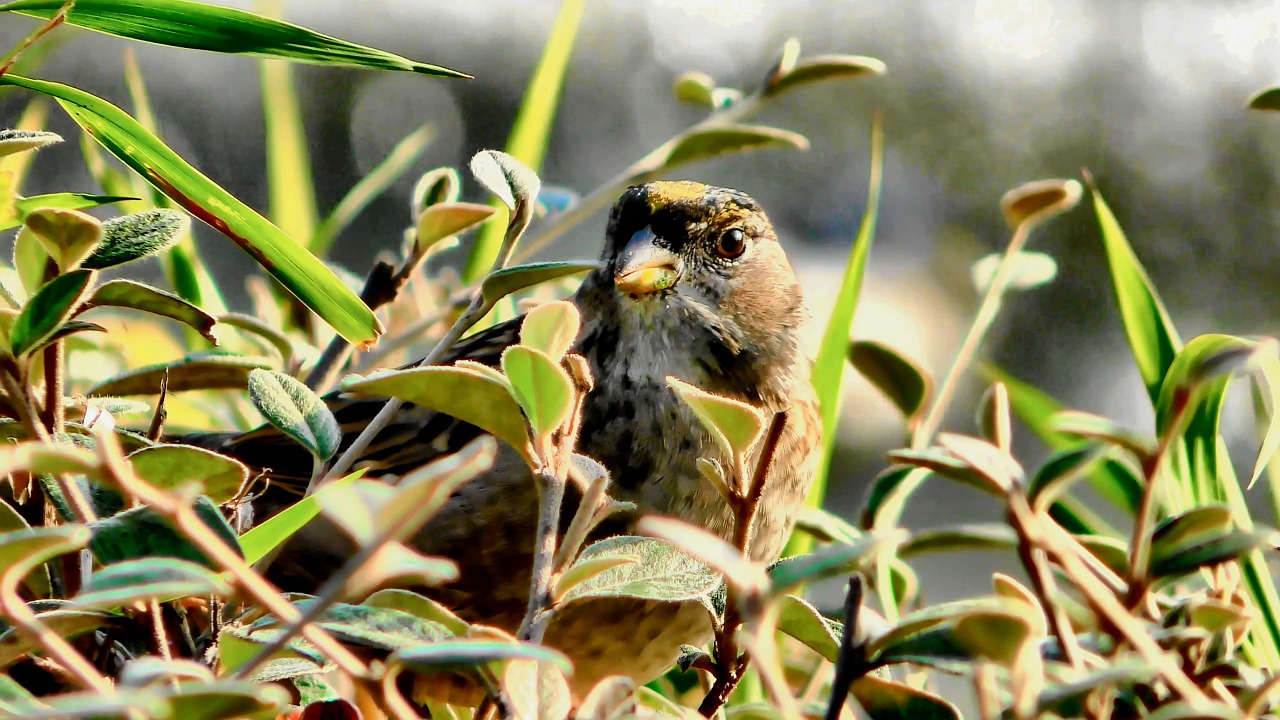 Bird, Eating, Bush. Free Stock Video - Pixabay