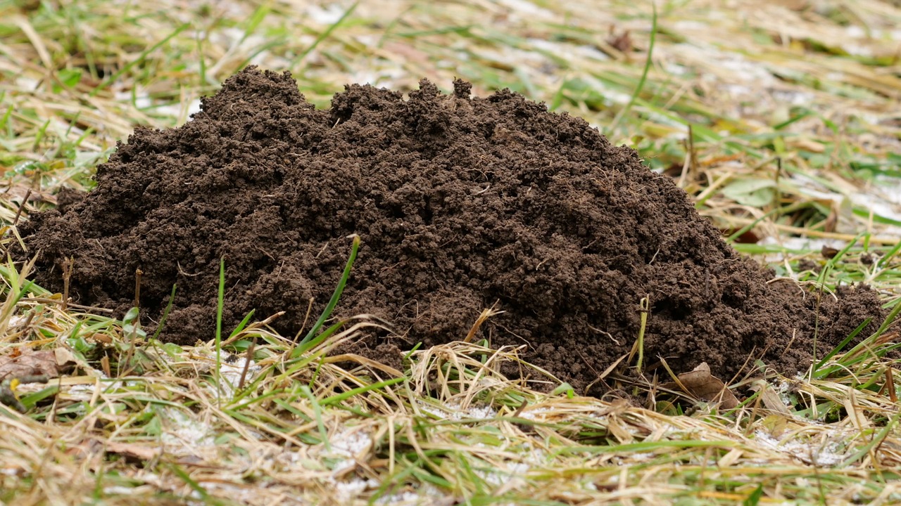 Molehill, Mole, Nature. Free Stock Video - Pixabay