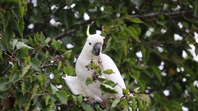 Kaketoe Vogel Natuur Dieren In Het - Free video on Pixabay