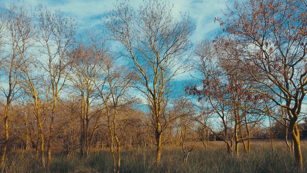 Trees, Woods, Forest. Free Stock Video - Pixabay