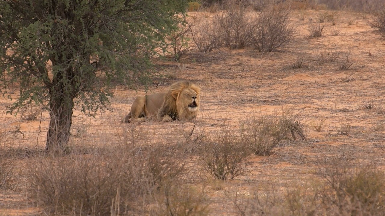 Lion In Jungle Videos: Download 1,636+ Free 4K & HD Stock Footage Clips ...