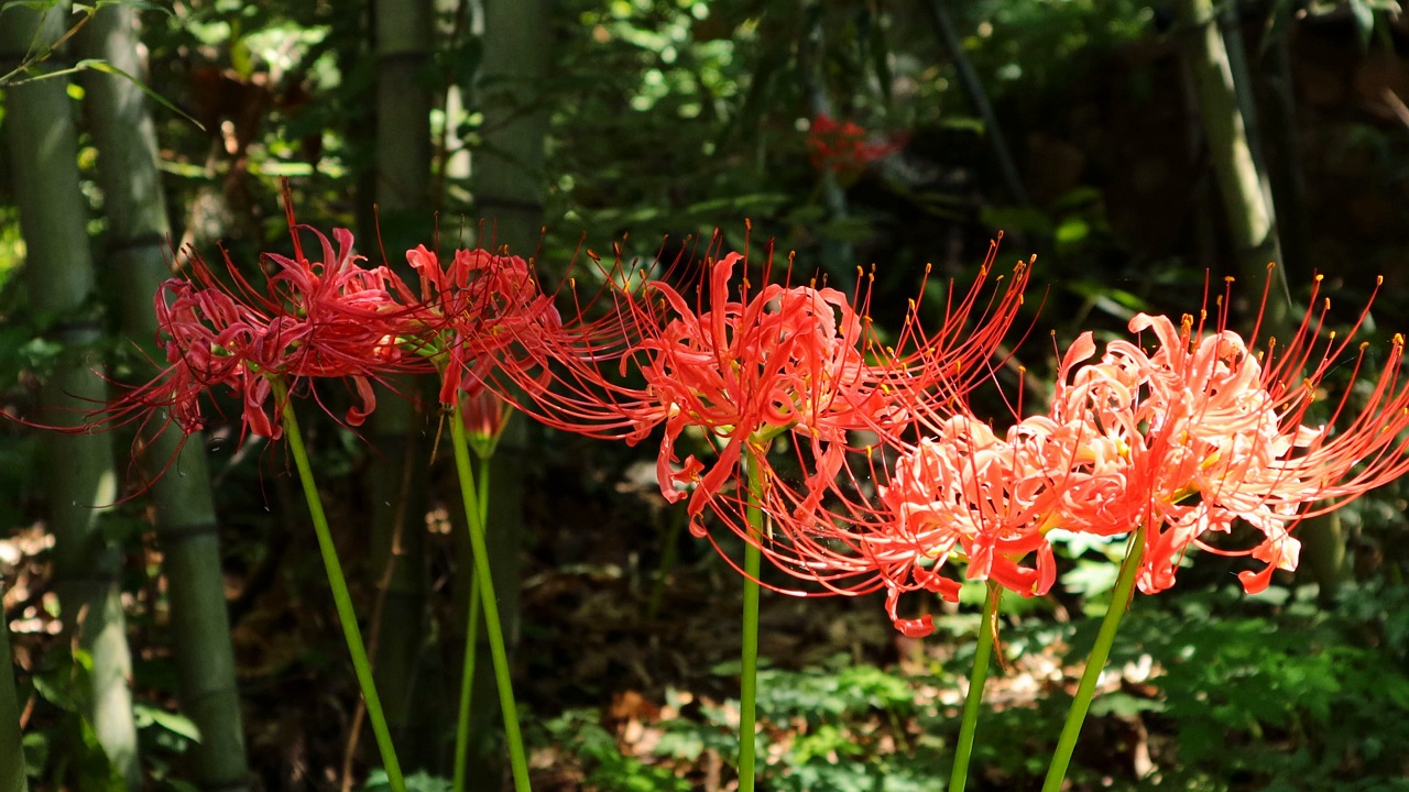 Bunga-Bunga Bunga Kesumba - Free video on Pixabay
