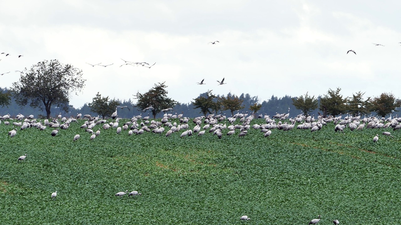 Aves Da Natureza Hd Pássaro Natureza Observação De Foto Gratuita