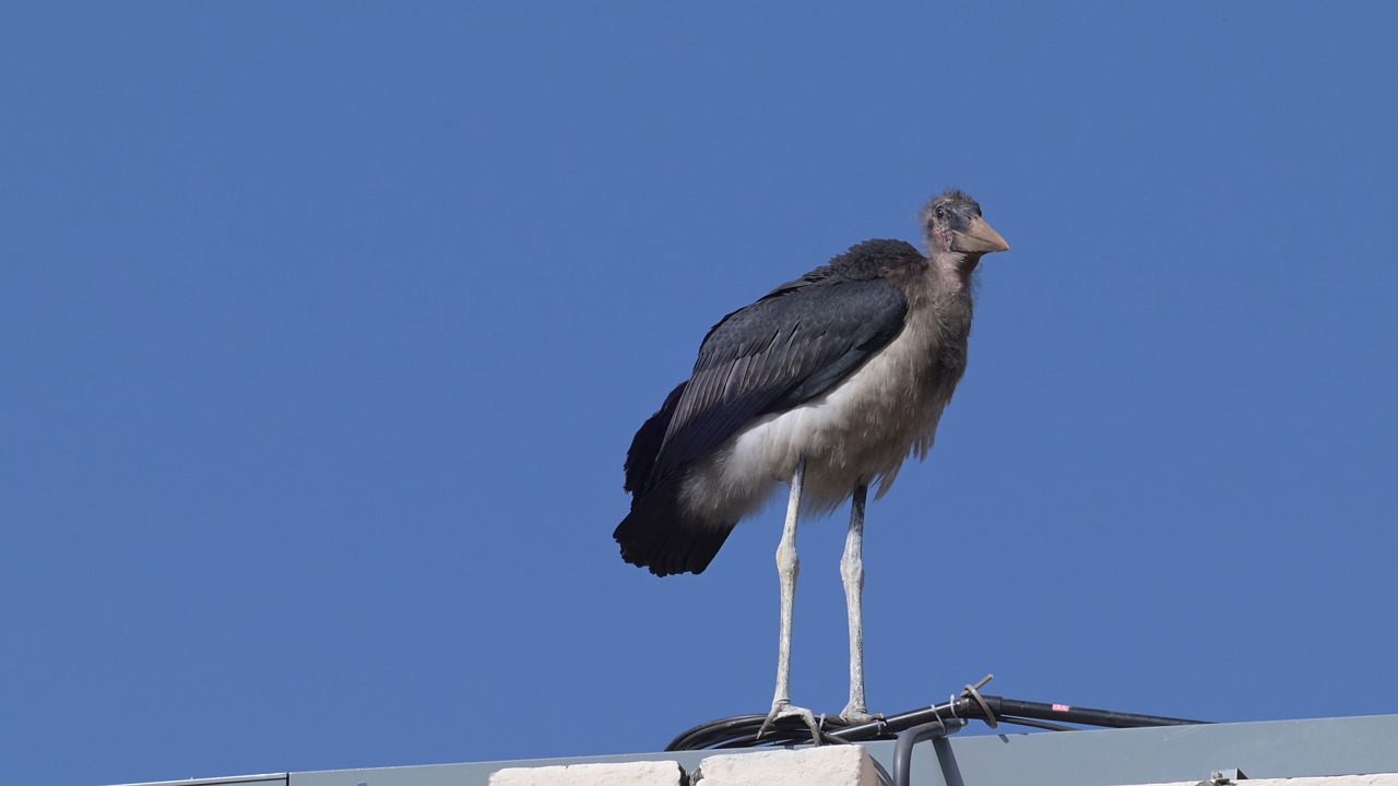 Stork, Bird, Wildlife. Free Stock Video - Pixabay