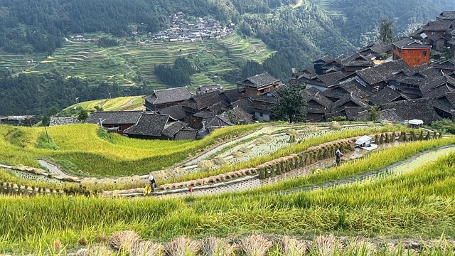 Rice Field, Rice Shoots, Village. Free Stock Video - Pixabay
