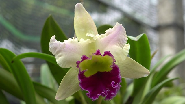 Lan, Flower, Cattleya. Free Stock Video - Pixabay
