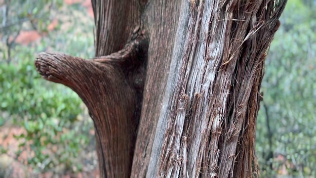 Tree, Twist, Bark. Free Stock Video - Pixabay