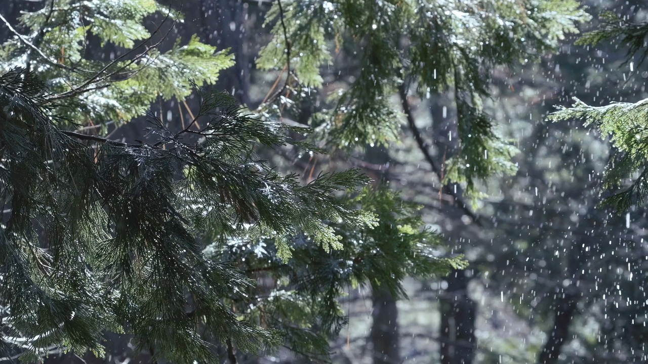 Snow, Rain, Forest. Free Stock Video - Pixabay