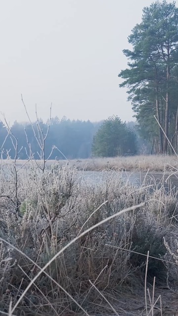 Netherlands, Drenthe, Dwingelderveld. Free Stock Video - Pixabay