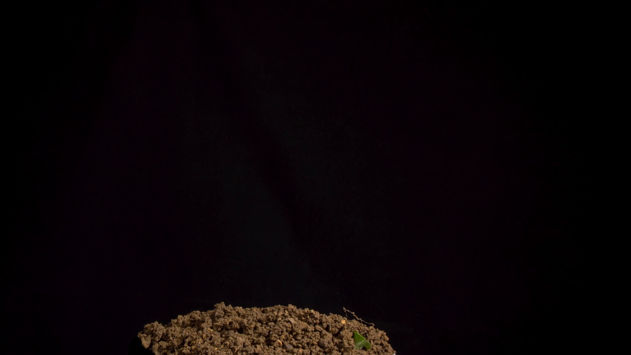 Grow Videos: Download 170+ Free 4K & HD Stock Footage Clips - Pixabay
