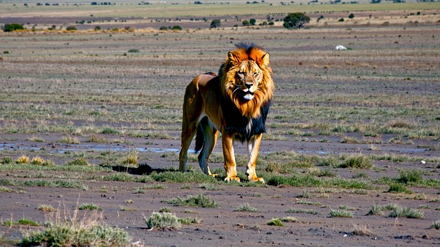 Lion Roaring Videos: Download 292+ Free 4K & HD Stock Footage Clips ...