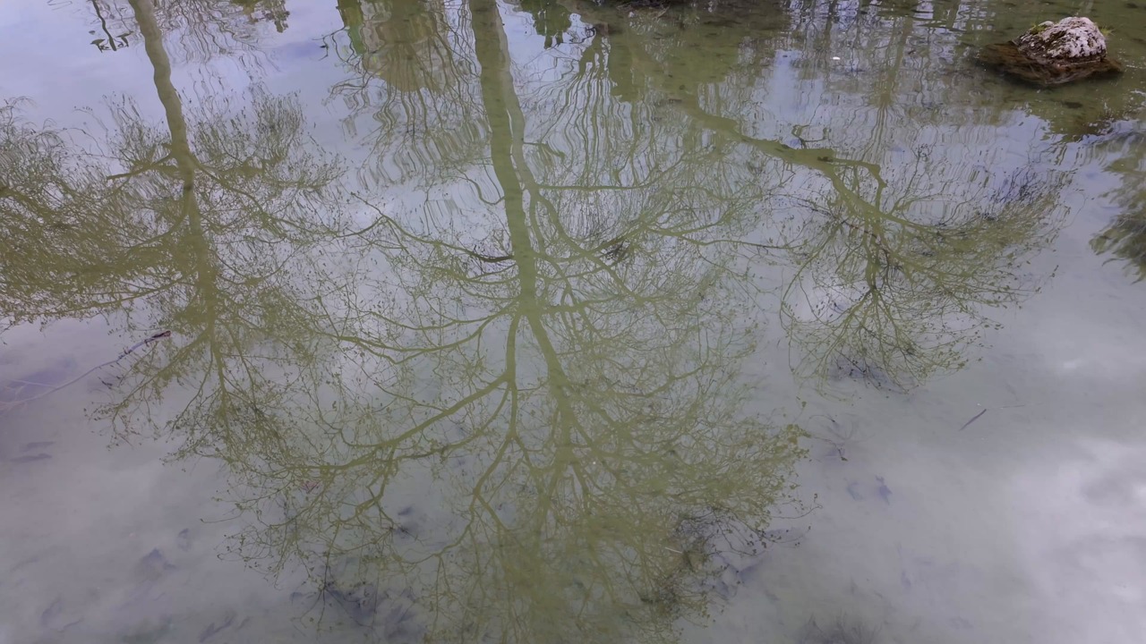 Reflection, Tree, Nature. Free Stock Video - Pixabay