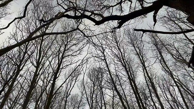 Forest, Woods, Windy. Free Stock Video - Pixabay