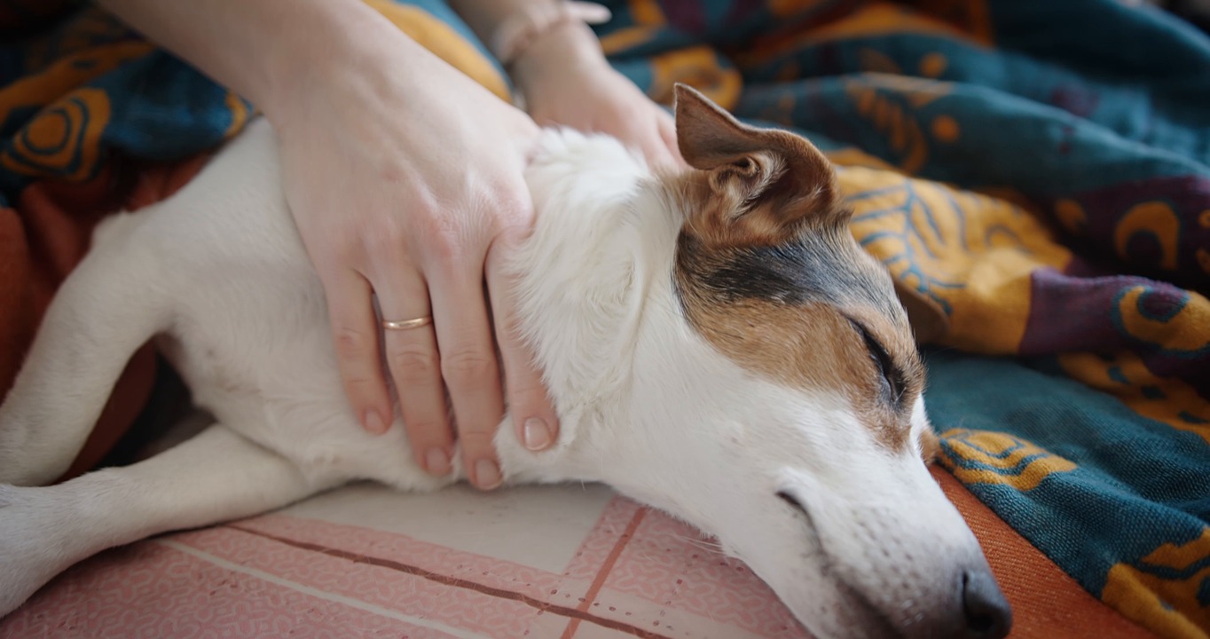 Love, Petting, Blanket. Free Stock Video - Pixabay