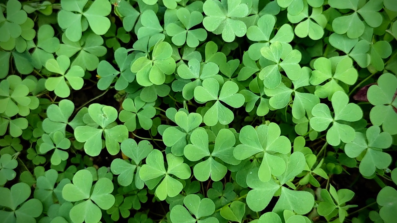 Grass, Bloom, Creeping Woodsorrel. Free Stock Video - Pixabay