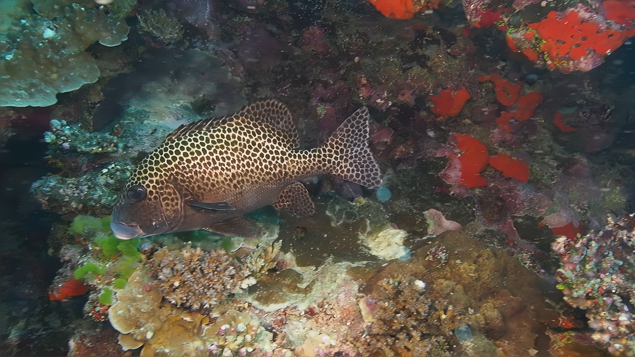 Fiji, Nature, Fish. Free Stock Video - Pixabay