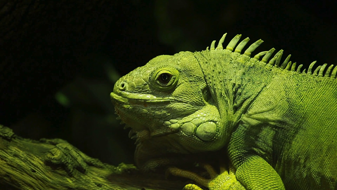 Animal, Gecko, Nature. Free Stock Video - Pixabay