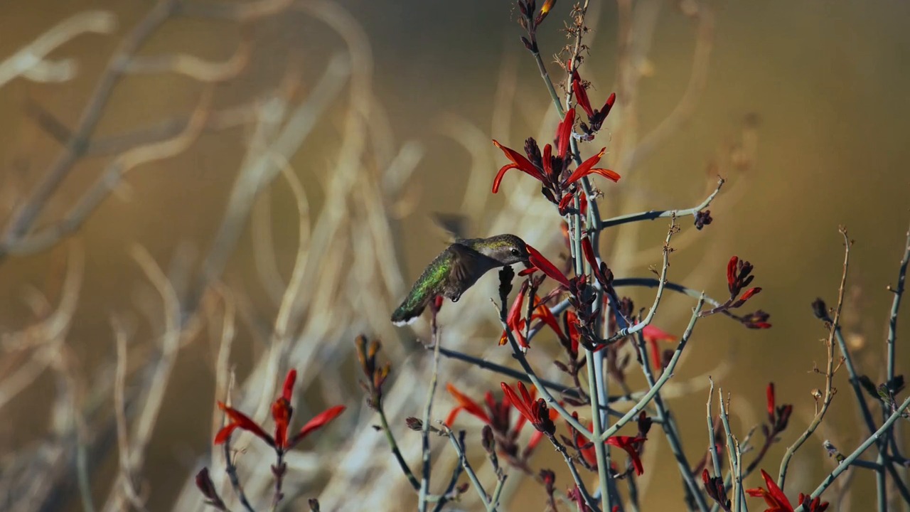 Hummingbird, Bird, Nature. Free Stock Video - Pixabay