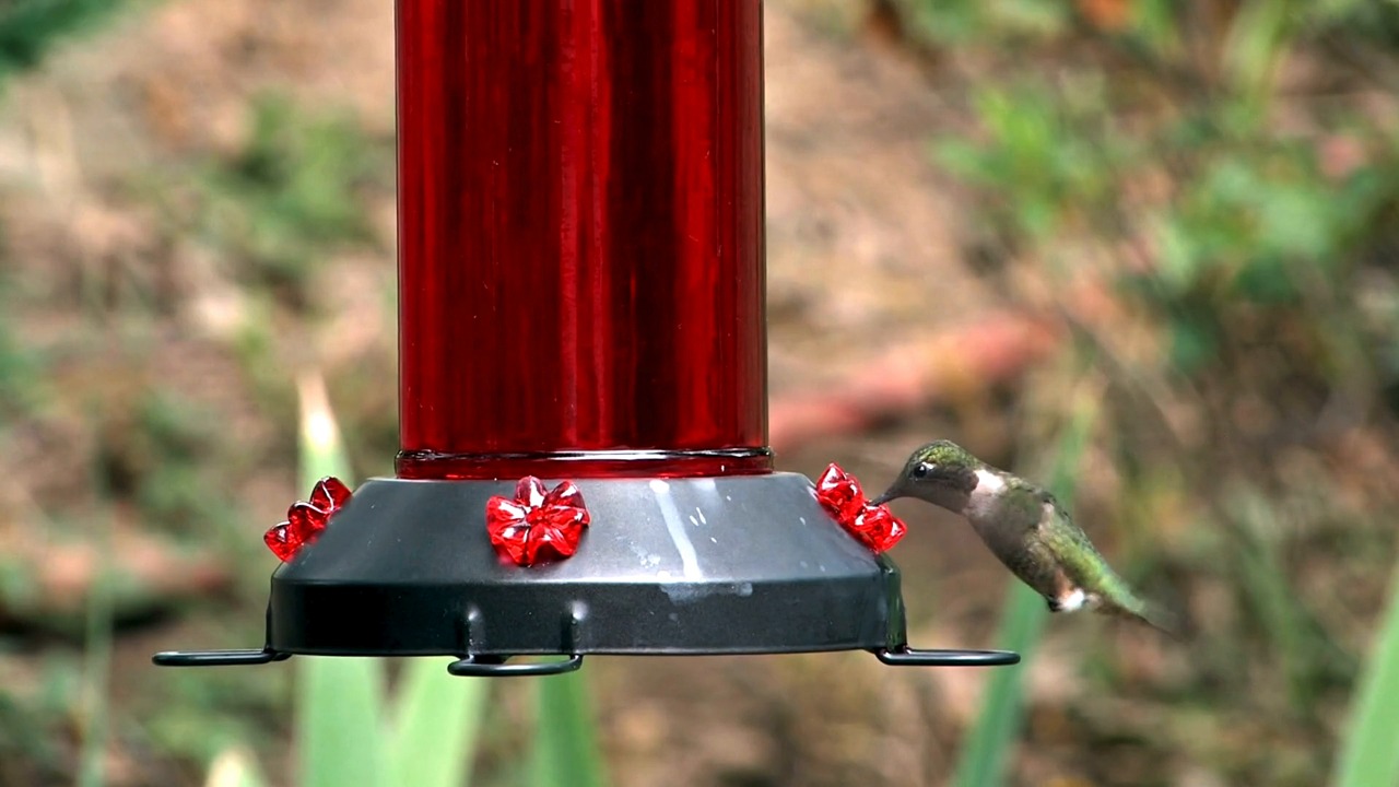 Hummingbird Flying Videos: Download 1,636+ Free 4K & HD Stock Footage ...