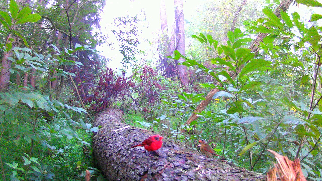Bird, Nature, Forrest. Free Stock Video - Pixabay