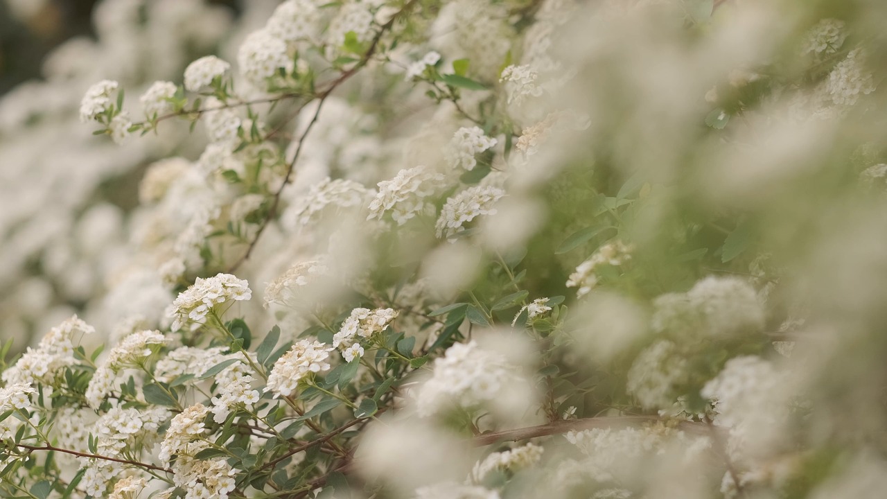 Arbusto Floreciente Vida - Free video on Pixabay