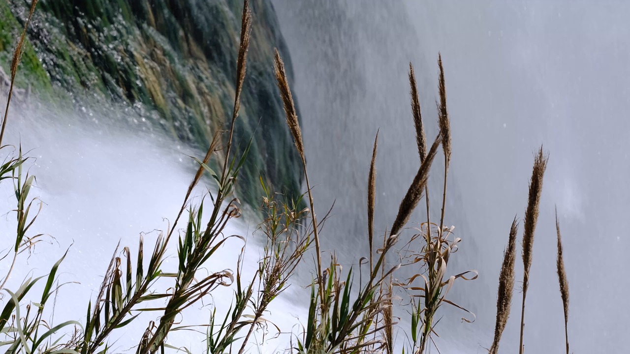 Herb, Reeds, Waterfall. Free Stock Video - Pixabay