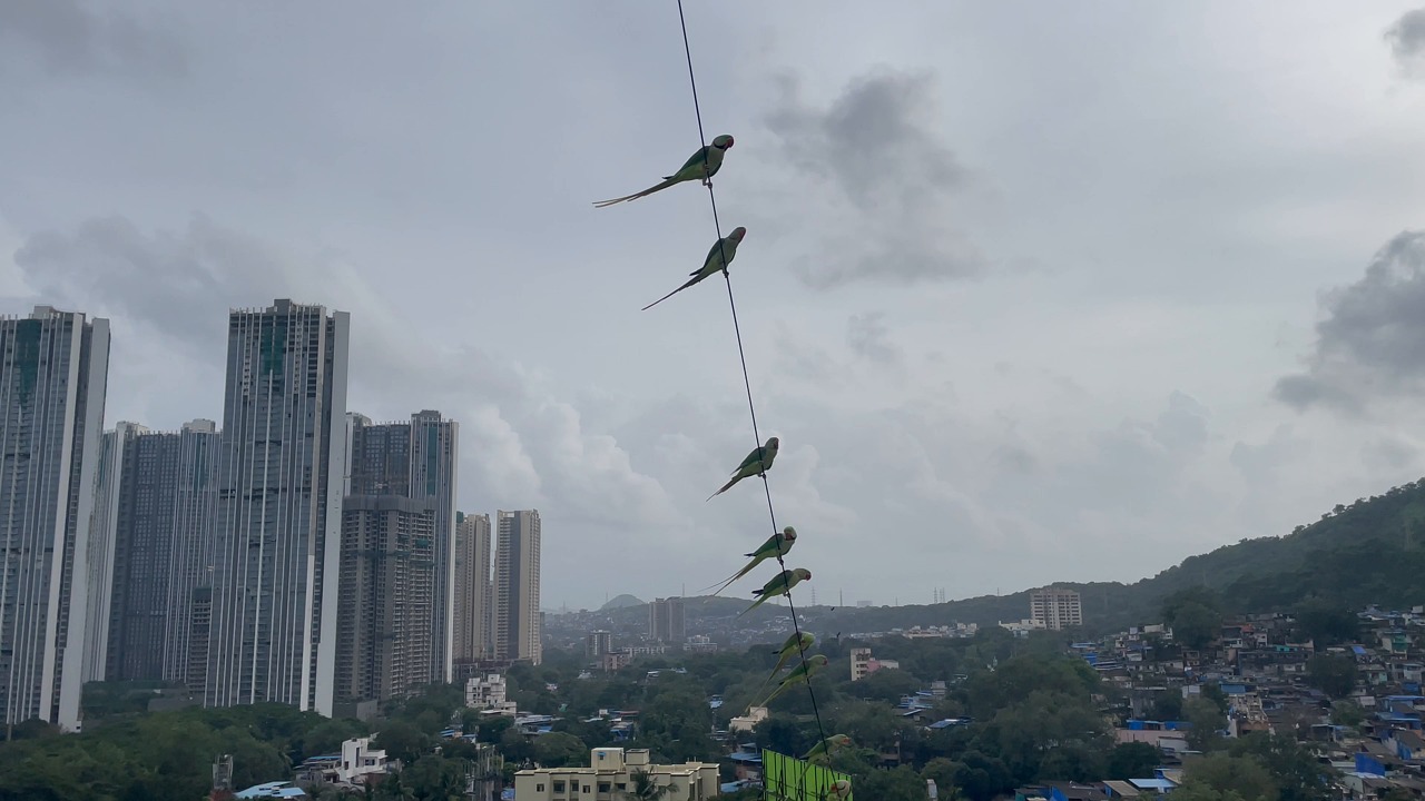 Bird, City, Buildings. Free Stock Video - Pixabay