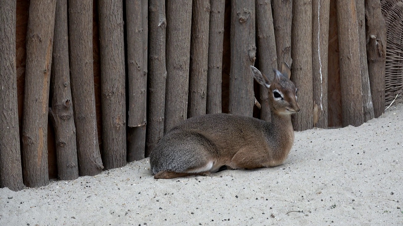 Dikdik, Antelope, Mammal. Free Stock Video - Pixabay