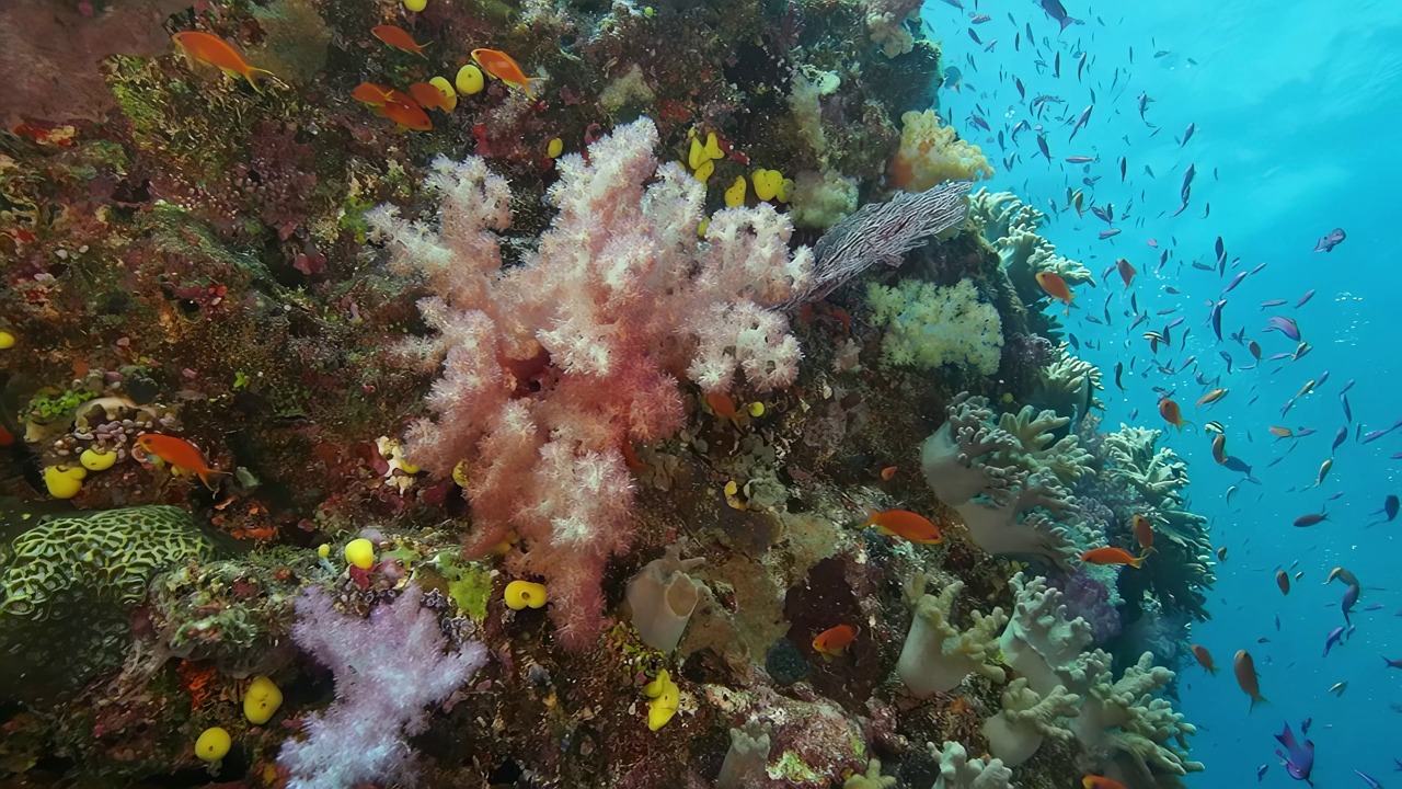 Coral Reef Videos: Download 753+ Free 4K & HD Stock Footage Clips - Pixabay