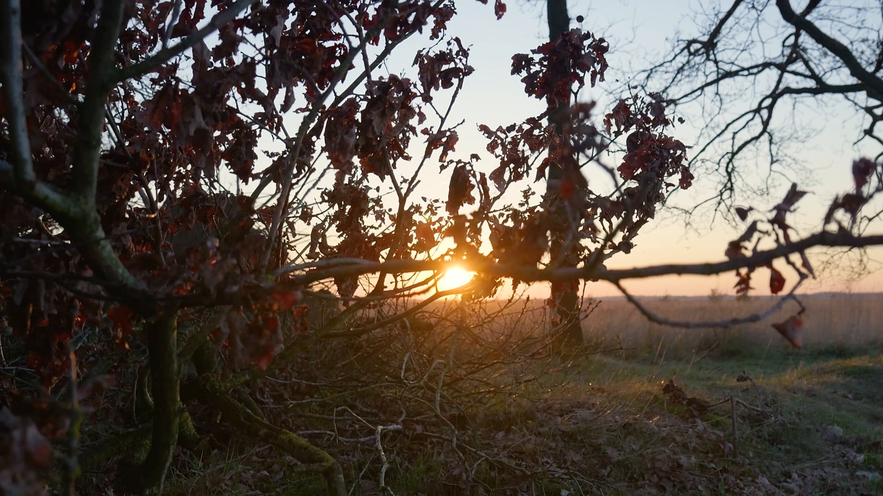 Netherlands, Drenthe, Nature. Free Stock Video - Pixabay