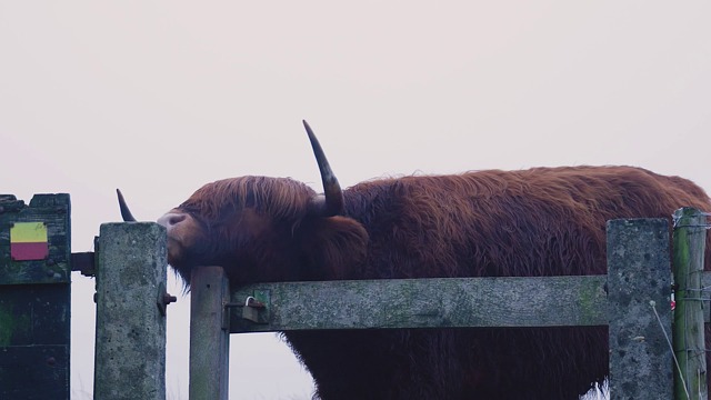 Nature, Animal, Drenthe. Free Stock Video - Pixabay