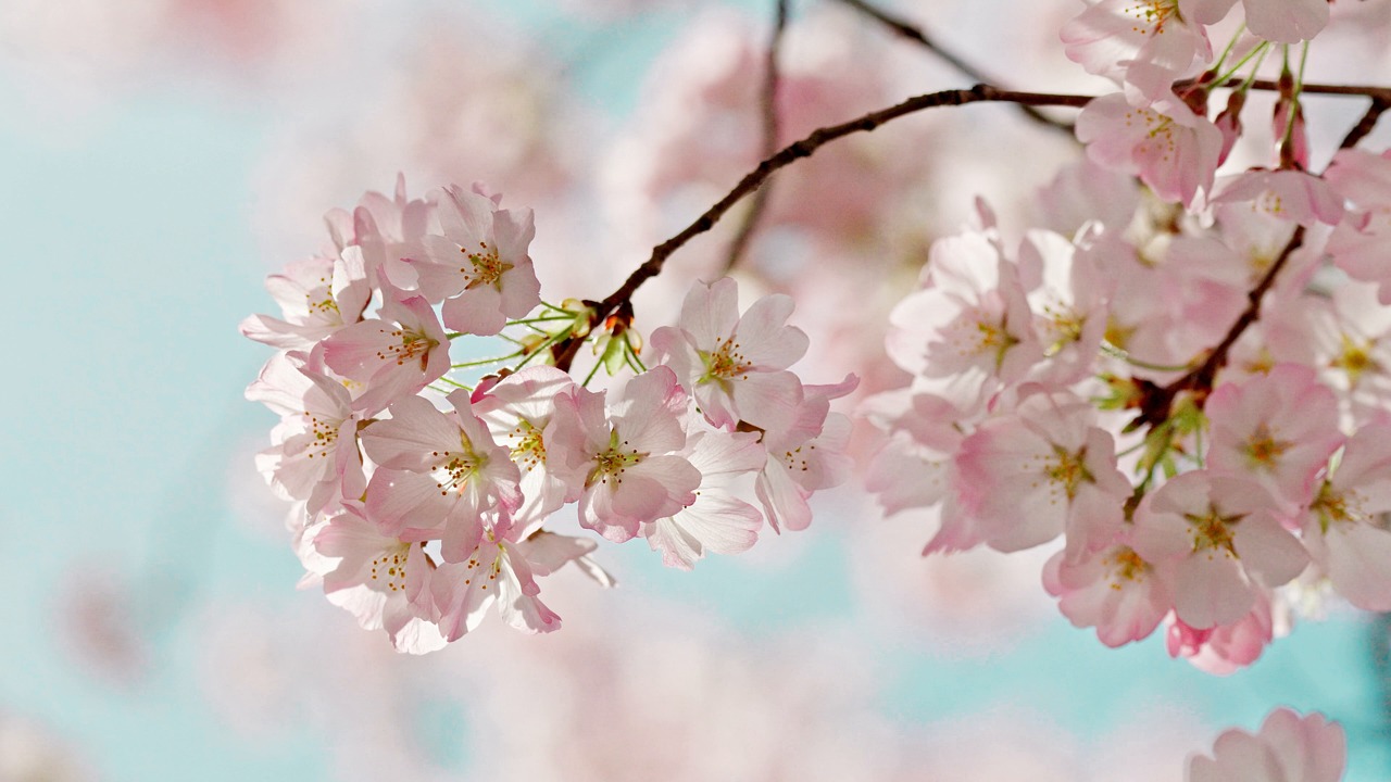 Cherry Blossoms In The Setting Sun Videos: Download 7,160+ Free 4K & HD Stock Footage Clips ...