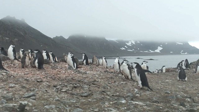Penguins, Birds, Ornithology. Free Stock Video - Pixabay