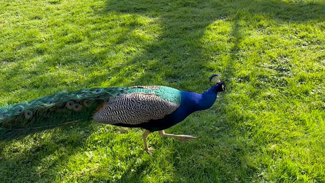 Peacock, Peacock The King Of Feathers, Bird. Free Stock Video - Pixabay