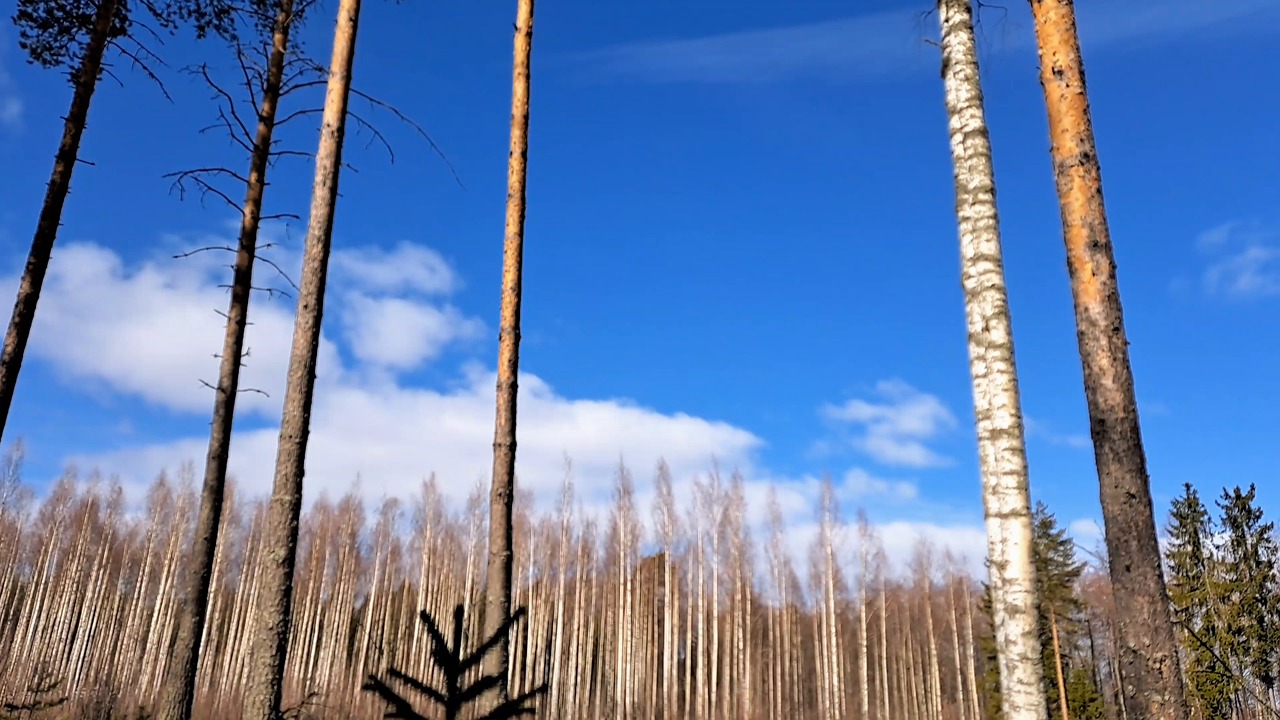Trees, Forest, Nature. Free Stock Video - Pixabay