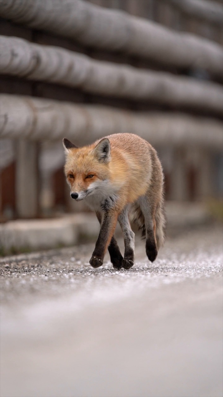 Magical Fox Videos: Download 1,237+ Free 4K & HD Stock Footage Clips - Pixabay