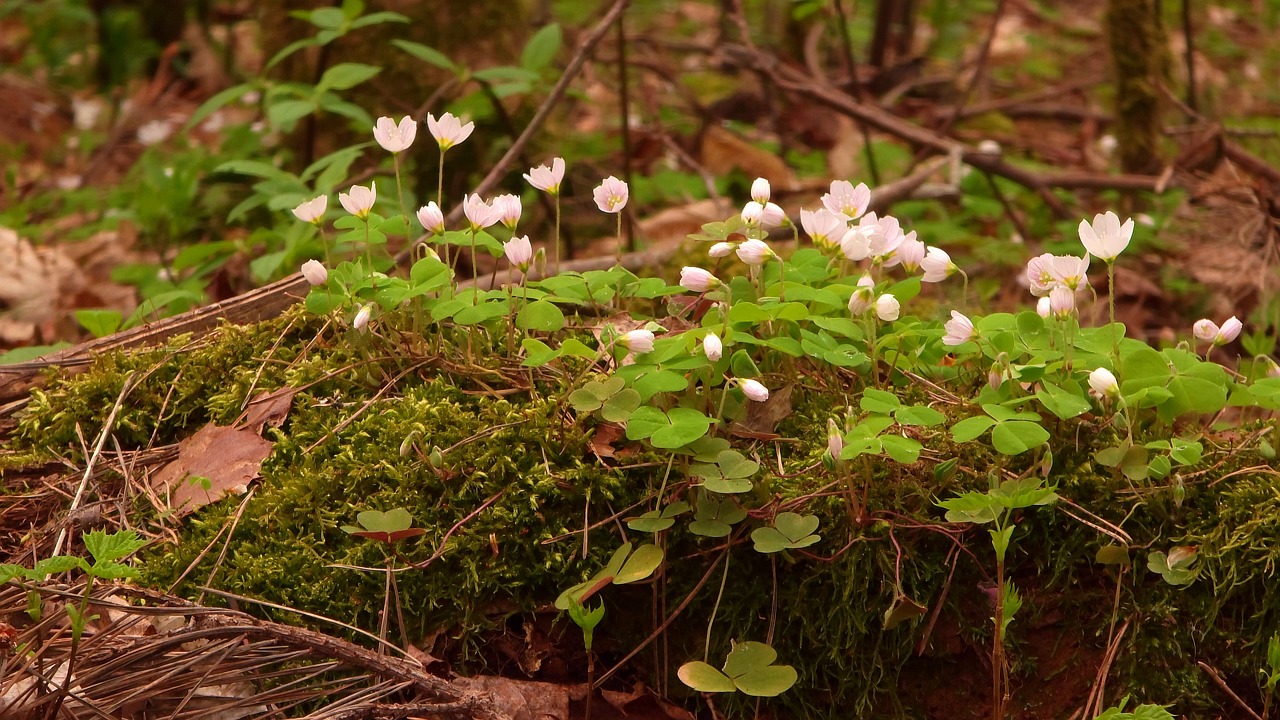 Spring, Springtime Blooming, Rebirth. Free Stock Video - Pixabay