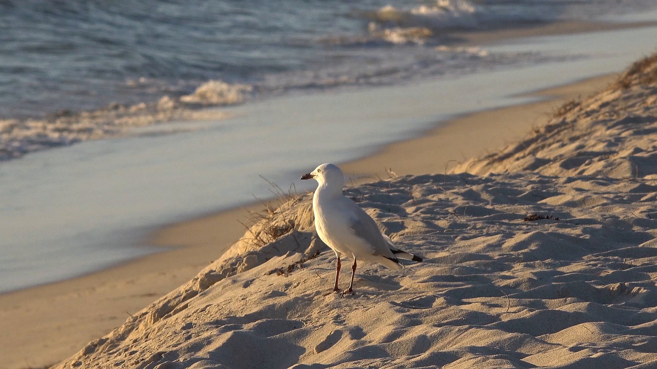 Silver Gull, Gull, Bird. Free Stock Video - Pixabay