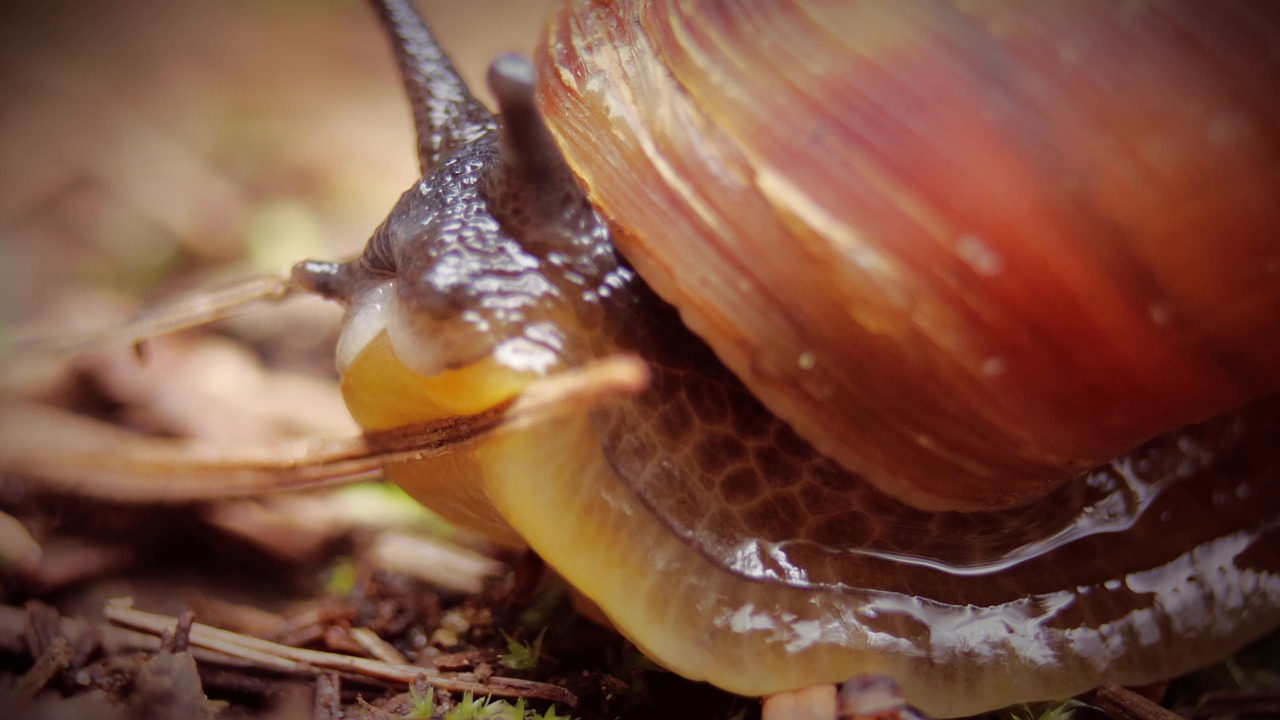 Snail, Shell, Animal. Free Stock Video - Pixabay