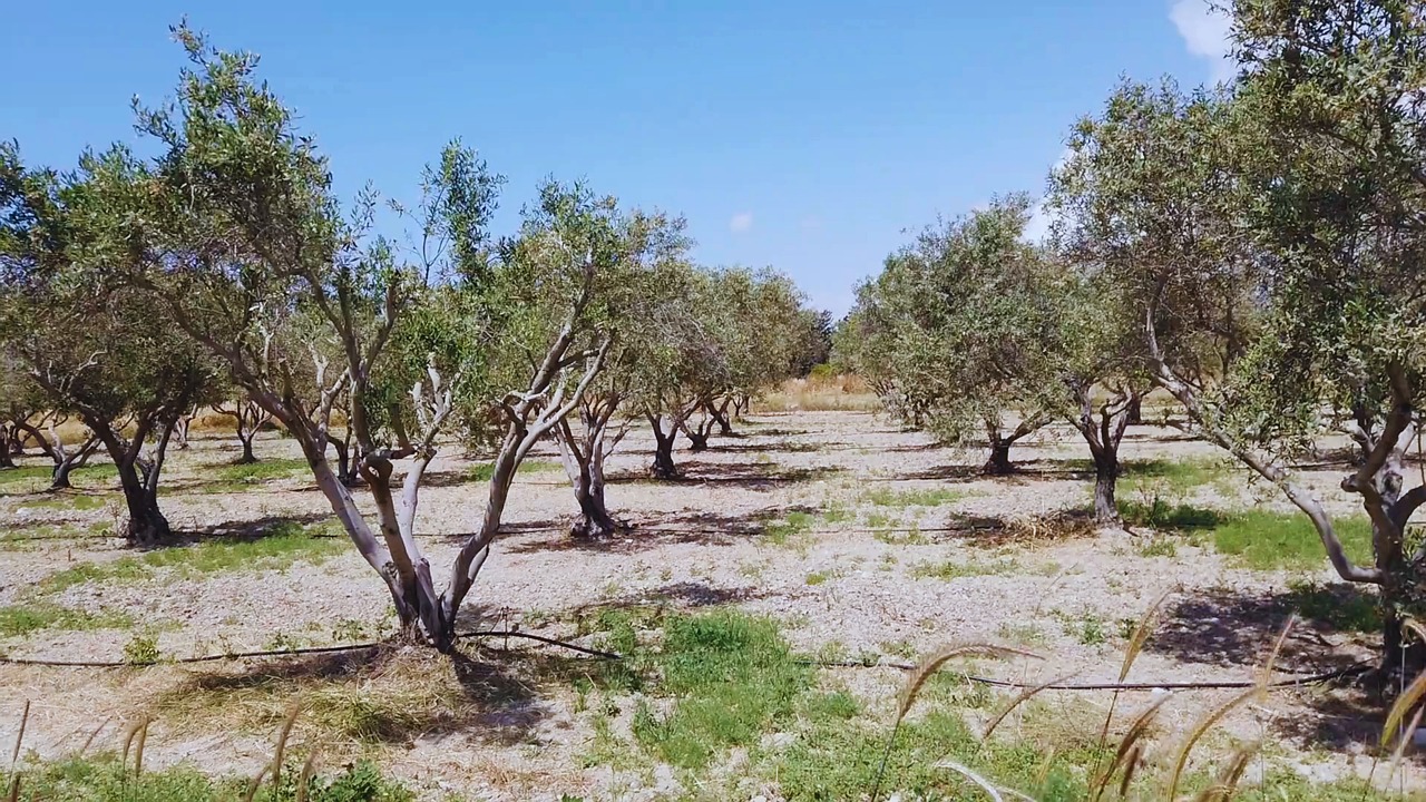 Olive, Trees, Nature. Free Stock Video - Pixabay