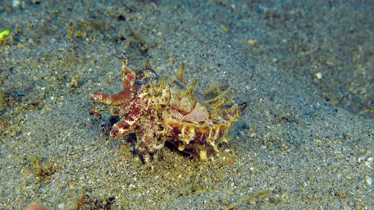 Flamboyant Cuttlefish, Underwater, Nature. Free Stock Video - Pixabay