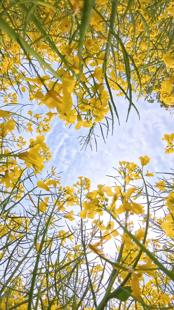 Nature, Wildlife, Flower. Free Stock Video - Pixabay