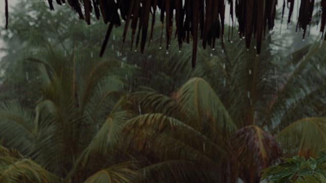 Heavy Rainfall, On Tropical Palm Trees, Free Use. Free Stock Video ...