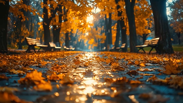 Old Autumn, Fall, Forest. Free Stock Video - Pixabay