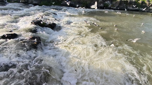 River, Seagull, Fishing. Free Stock Video - Pixabay